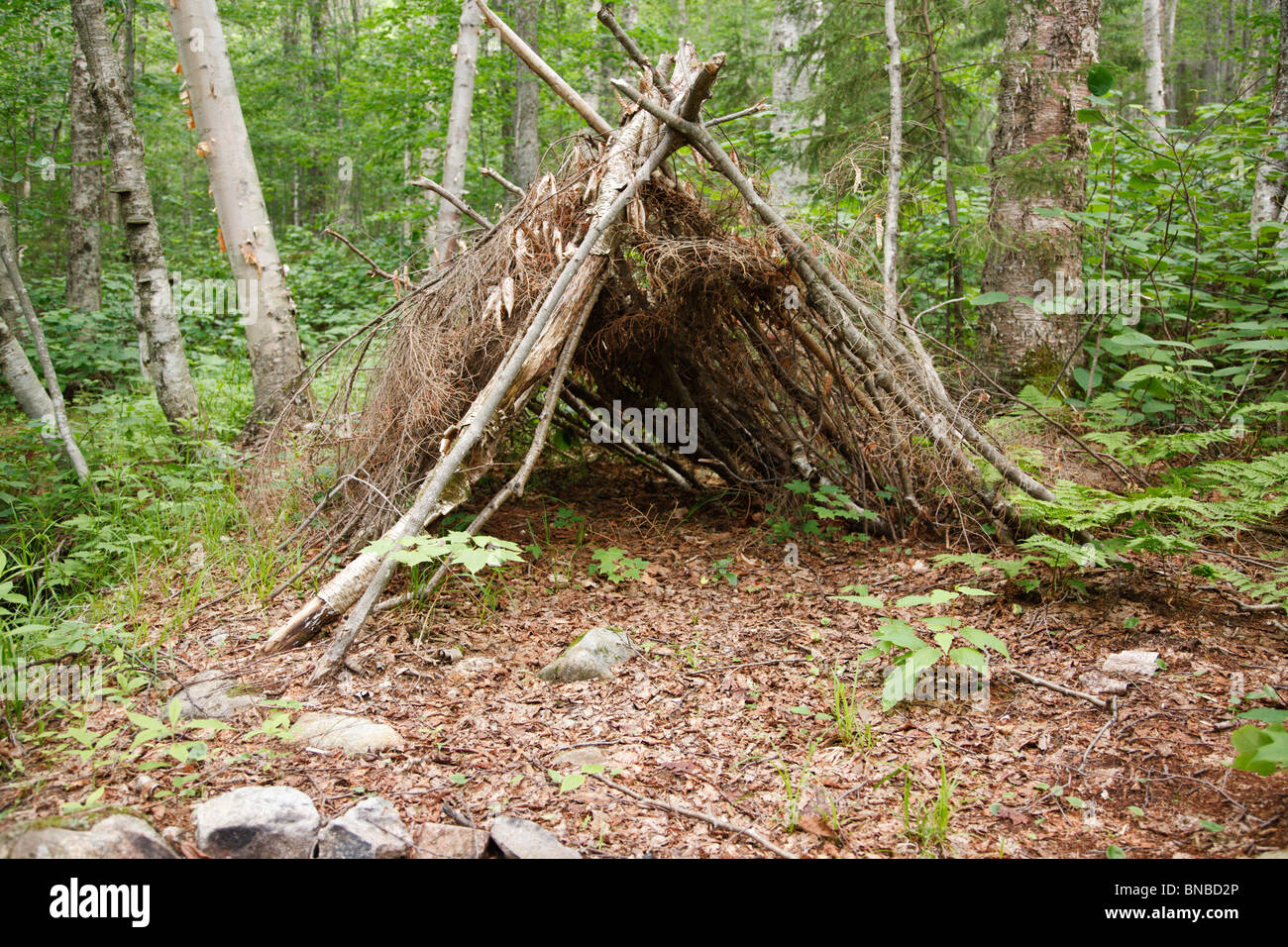 Abandoned campsite in the Mount Flume Valley of the Pemigewasset ...