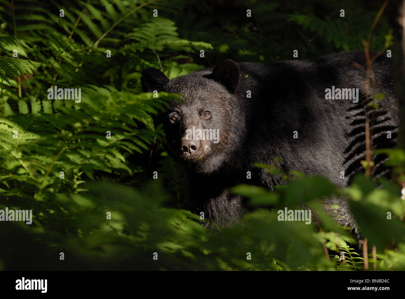 A black bear looks through the brush in the Vermont woods Stock Photo ...