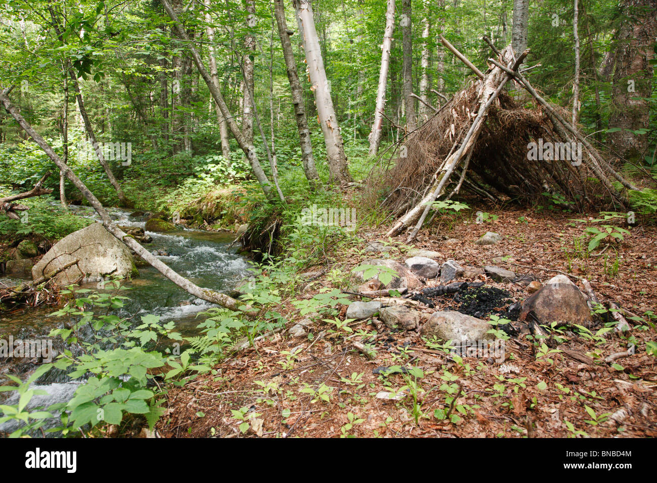 Abandoned campsite in the Mount Flume Valley of the Pemigewasset ...