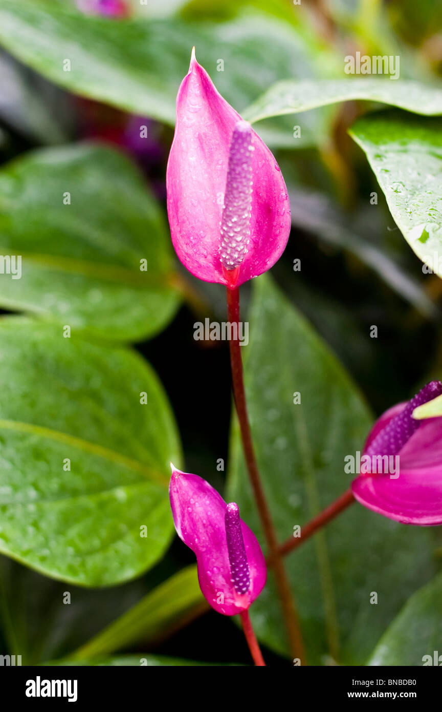 Purple plum anthurium hi-res stock photography and images - Alamy