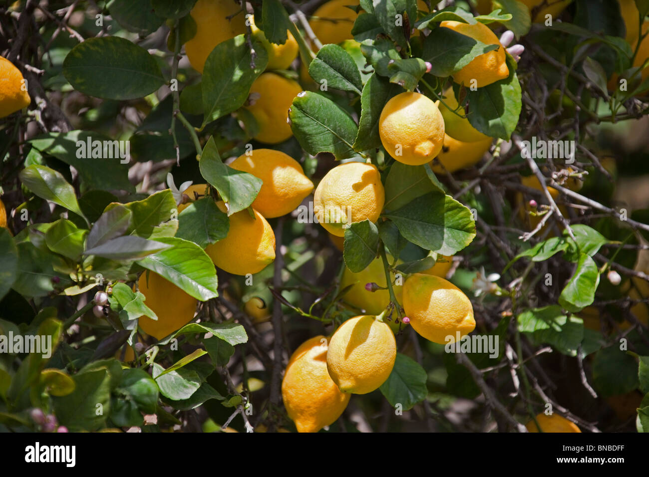 Ripe lemons on lemon tree 106508 Spain10 Stock Photo - Alamy