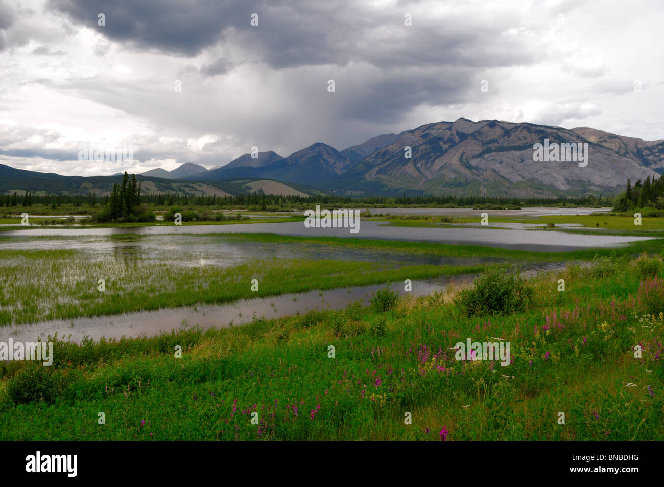 Wild flowers in the meadow. Jasper National Park, Alberta, Canada Stock ...
