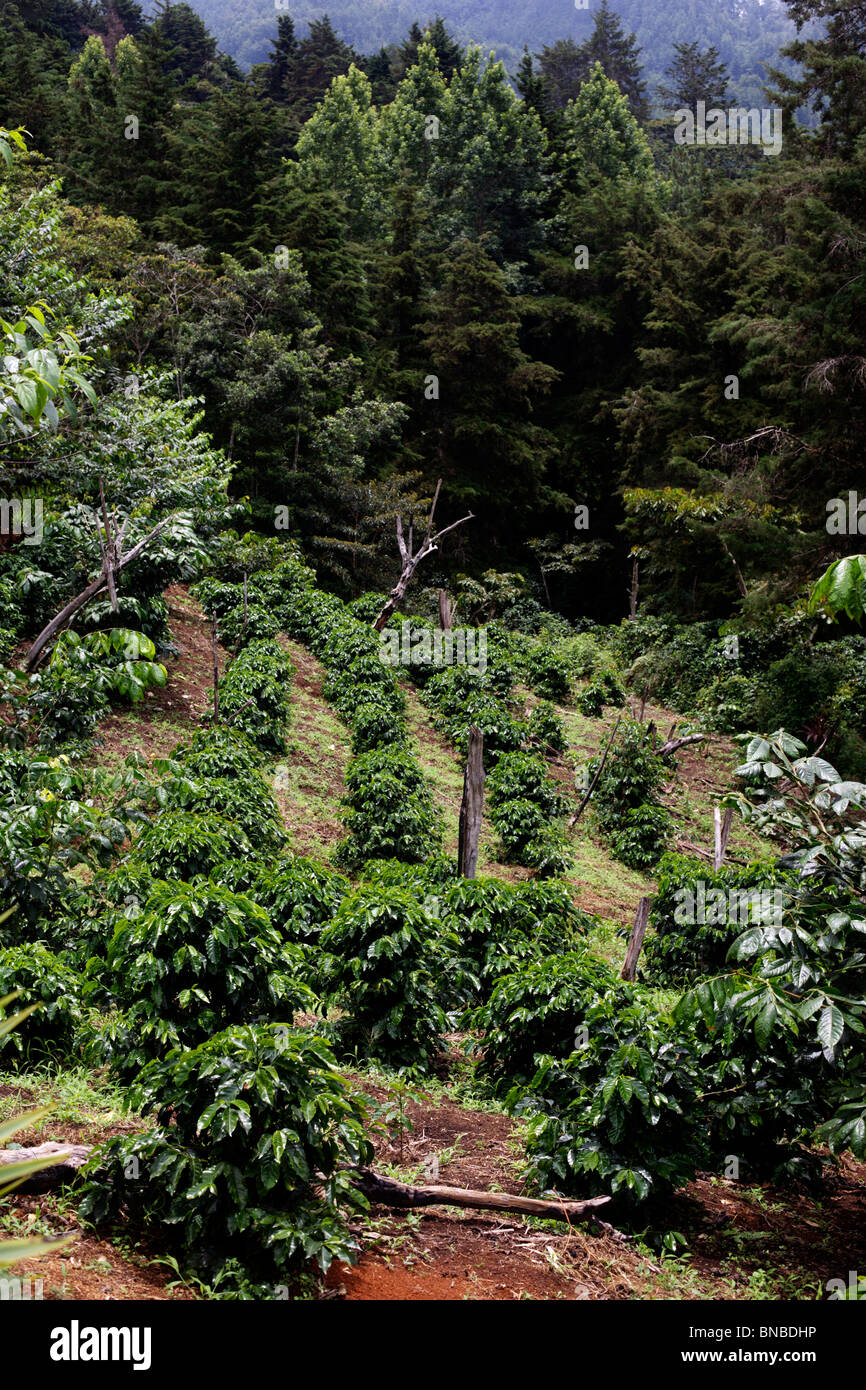 Coffee trees for sale on a coffee plantation or farm in Guatemala Stock ...