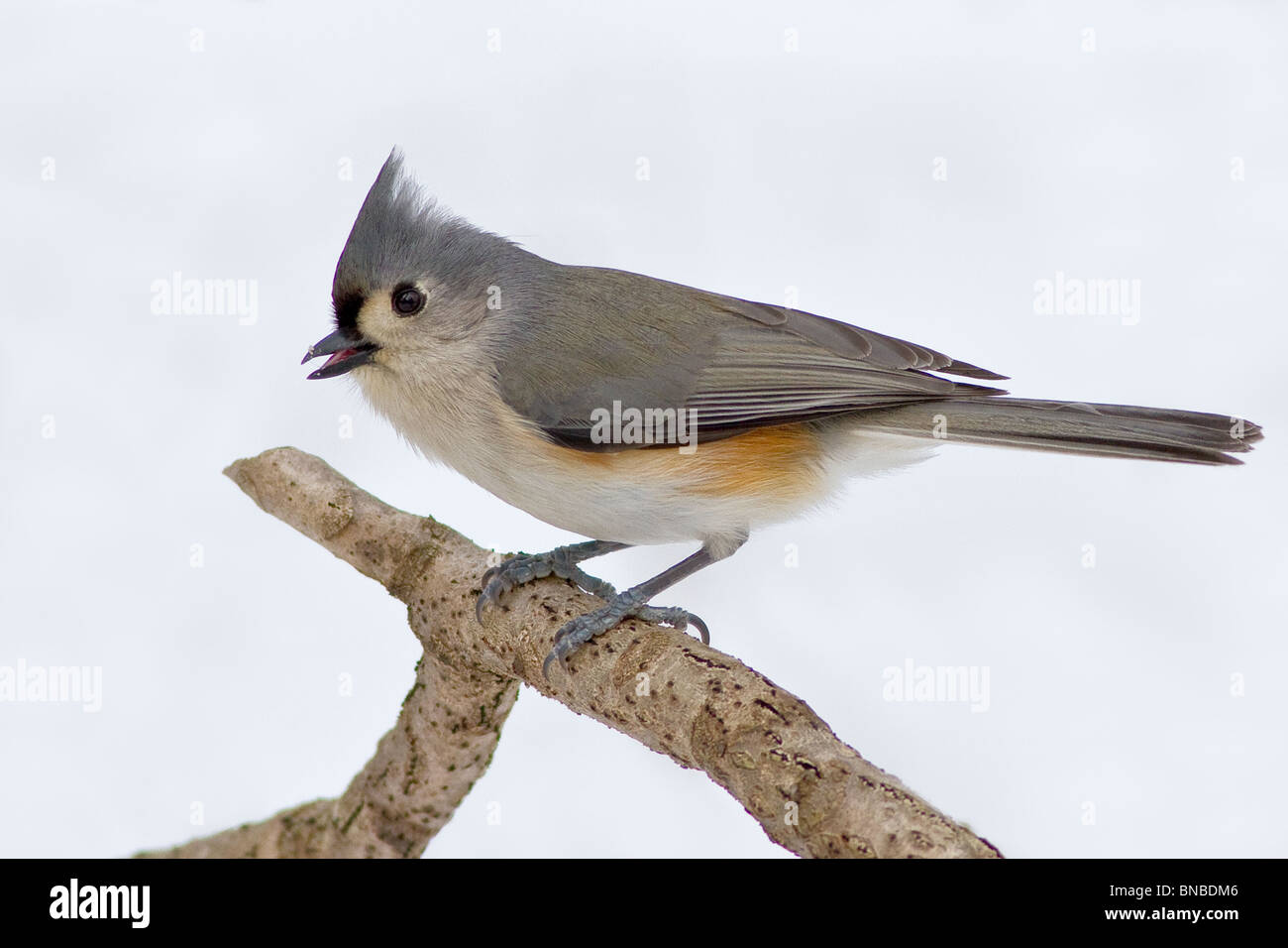 Tufted titmouse hi-res stock photography and images - Alamy