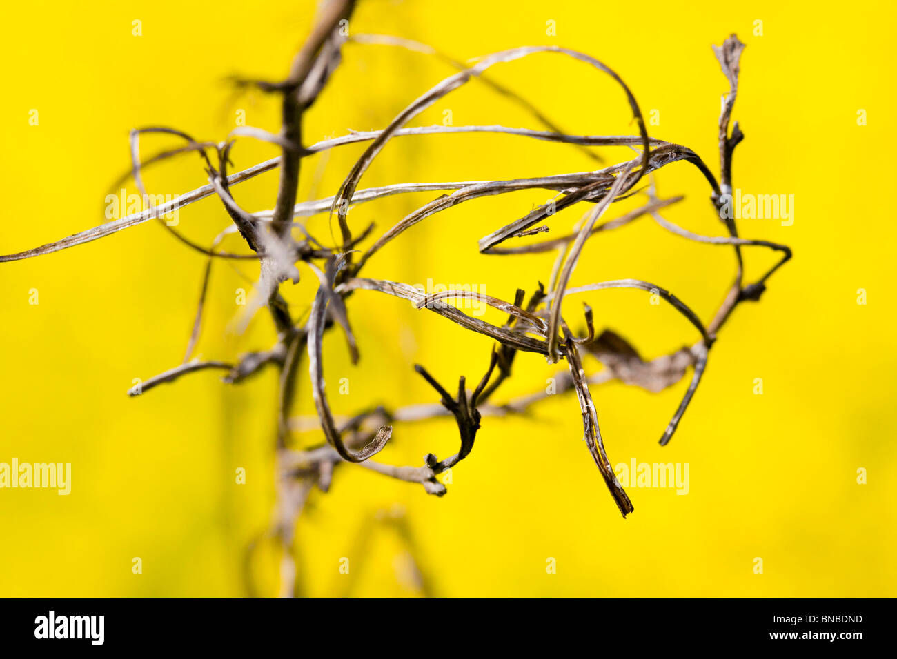 yellow natural background bone dry weed Stock Photo - Alamy