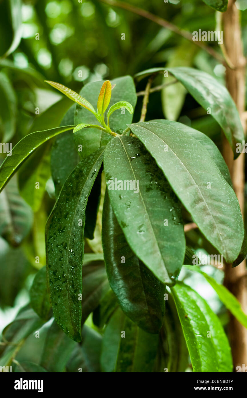 Pimenta tree hi-res stock photography and images - Alamy