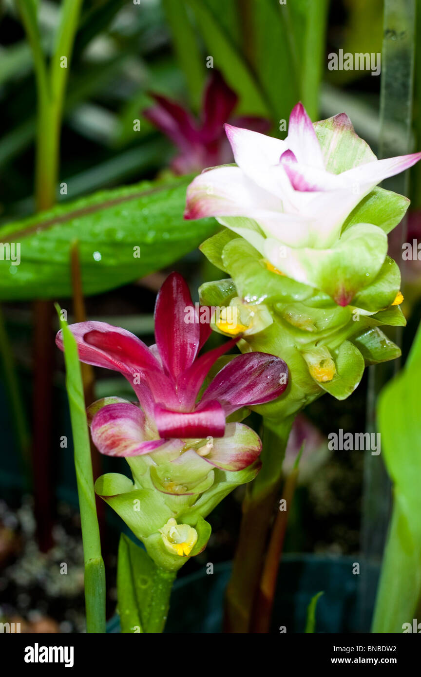 Zedoary, Curcuma zedoaria,Zingiberaceae, India, Asia, herb, spice ...
