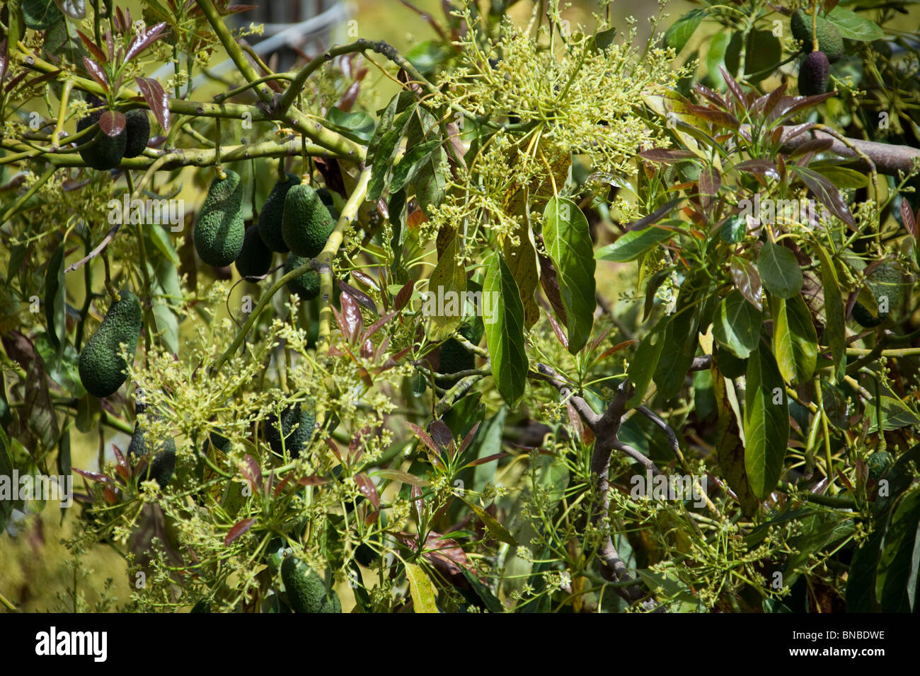 Green Avocados (Persea americana) aguacate or palta (spanish) on ...