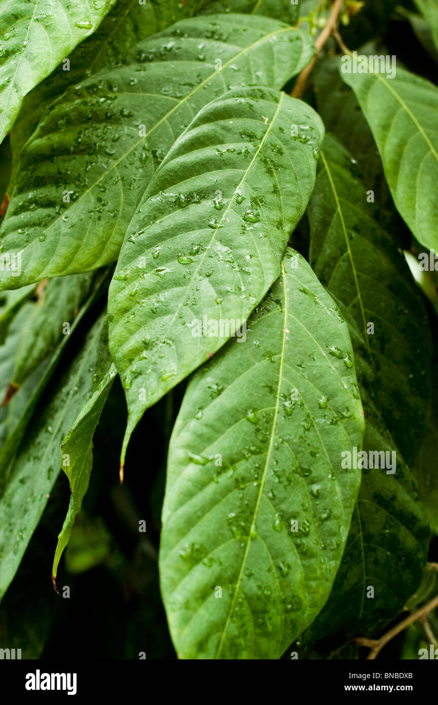 Black peper plant (Piper nigrum) leaves with water droplets in South ...