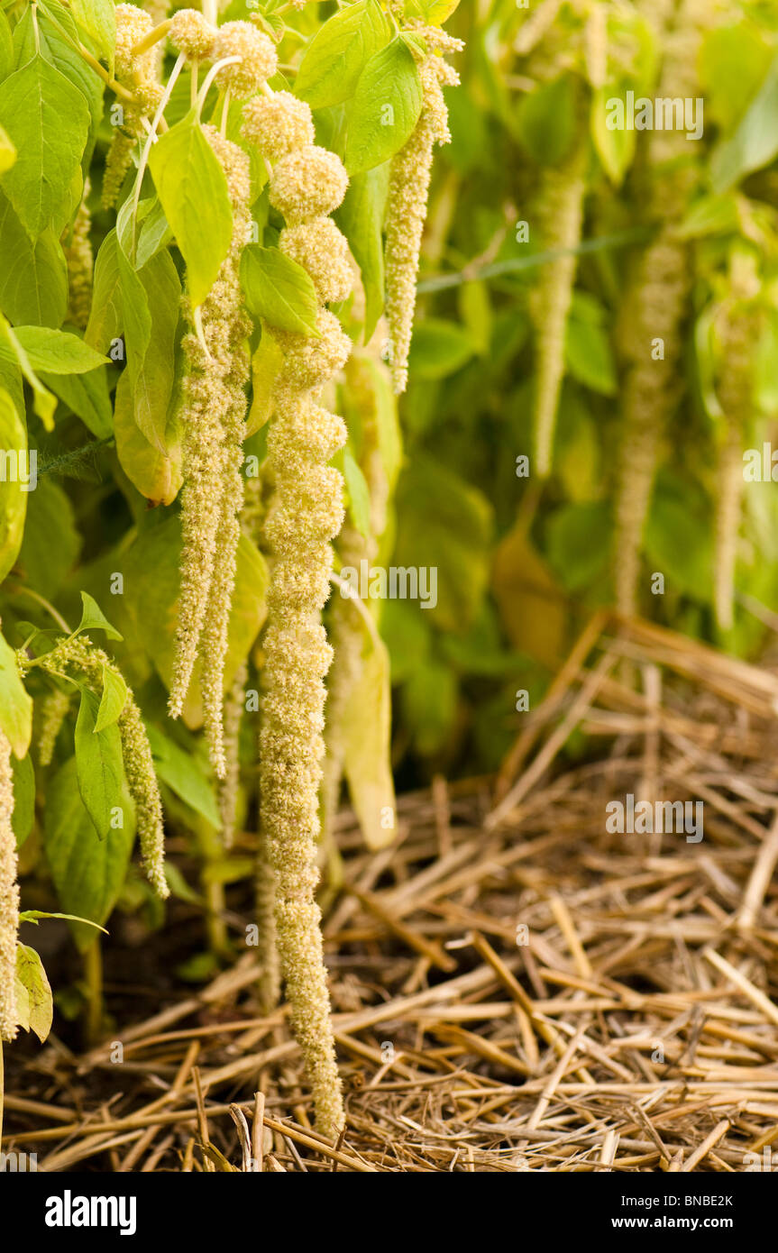 Amaranthus Caudatus 'Viridis' growing at Hampton Court Palace Flower ...