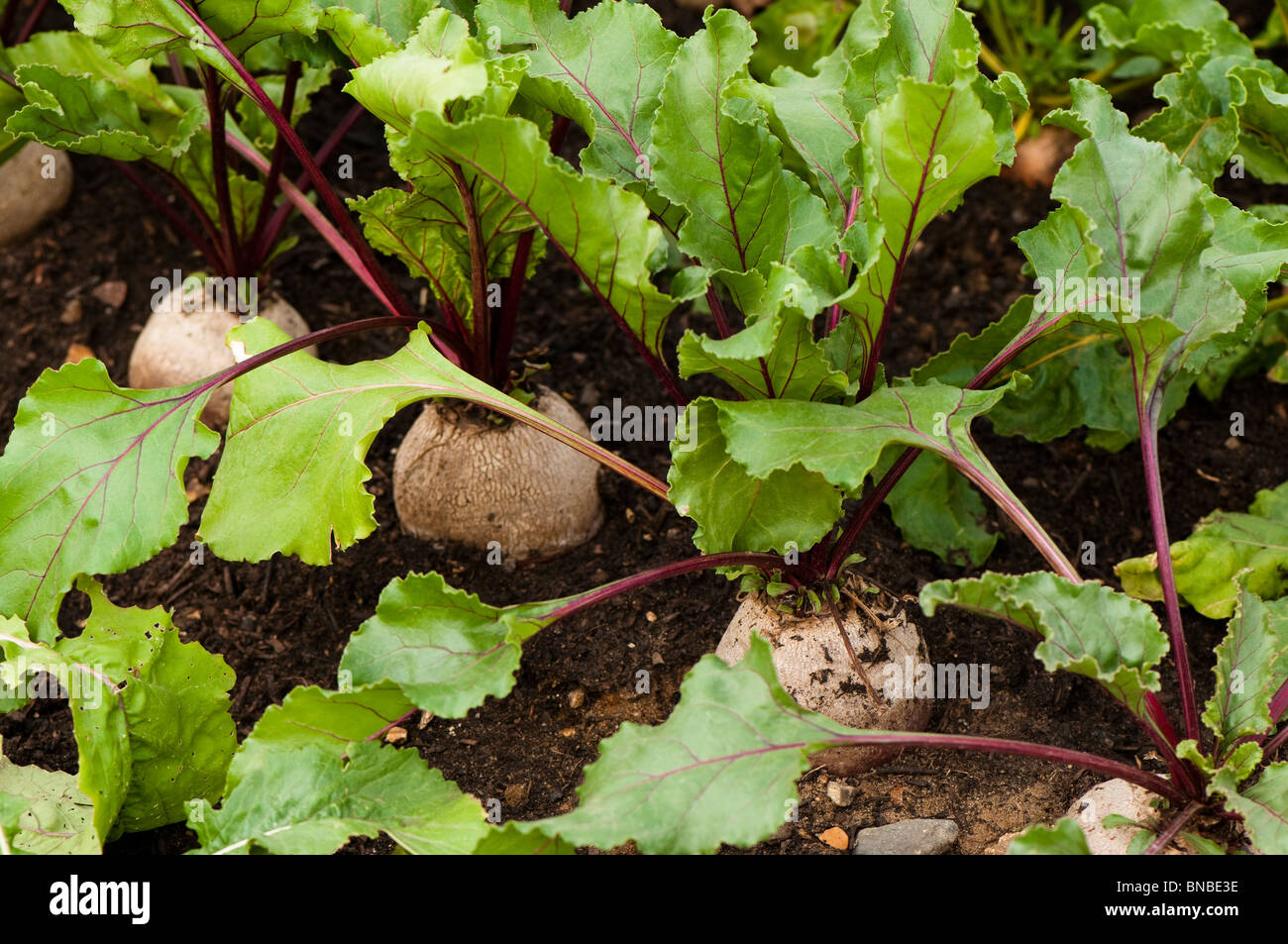 Beetroot 'Action' growing at Hampton Court Palace Flower Show, London ...