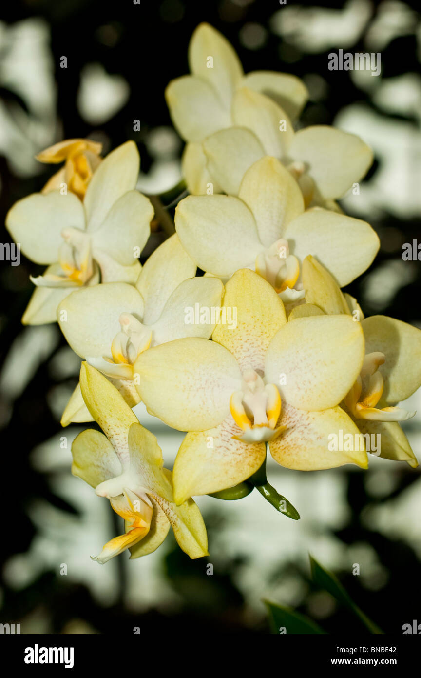 Phalaenopsis memoria regina busse hi-res stock photography and images ...