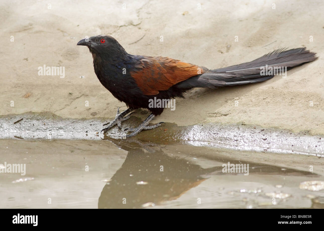Greater Coucal High Resolution Stock Photography and Images - Alamy