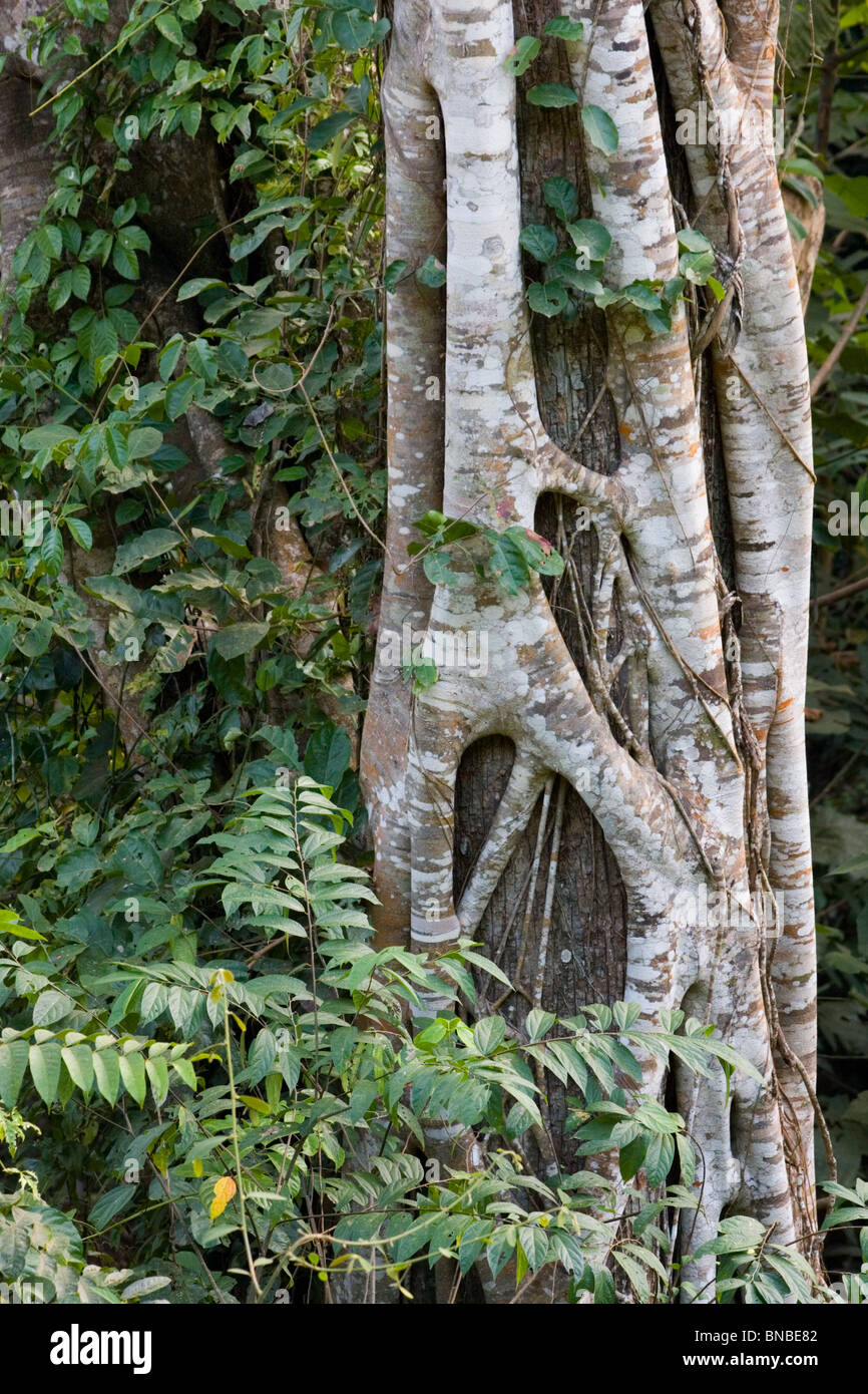Rainforest tree surrounded by strangler fig roots, Kaeng Krachan ...