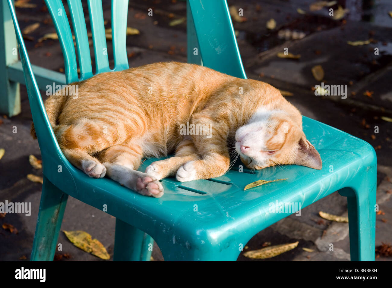 Asian sleeping cat hi-res stock photography and images - Alamy