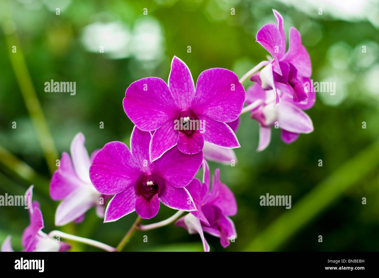 Violet flowers of orchid Dendrobium Pompadour, Orchidaceae Stock Photo ...