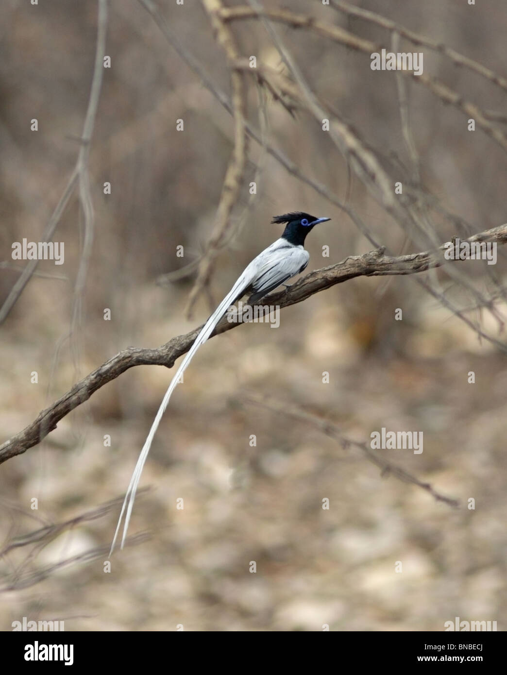 Asian Paradise Flycatcher High Resolution Stock Photography and Images ...