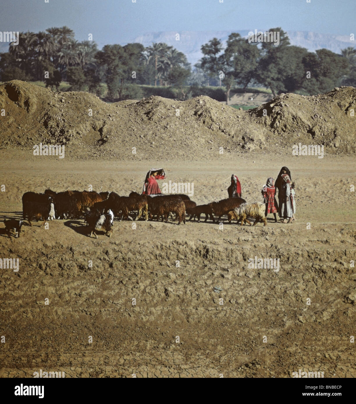 Sheep with children hi-res stock photography and images - Alamy