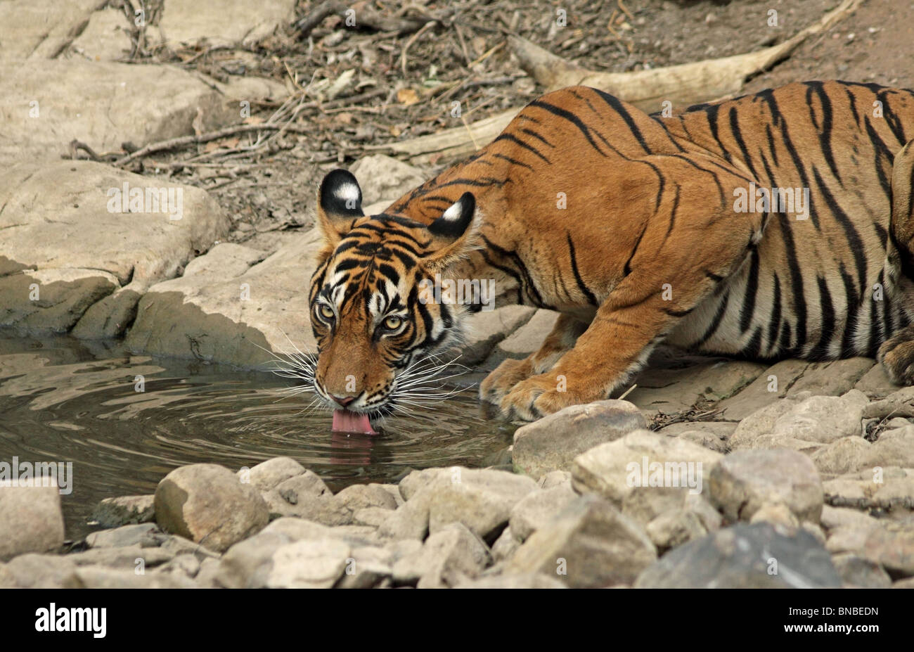 Tiger drinking from water hole hi-res stock photography and images - Alamy