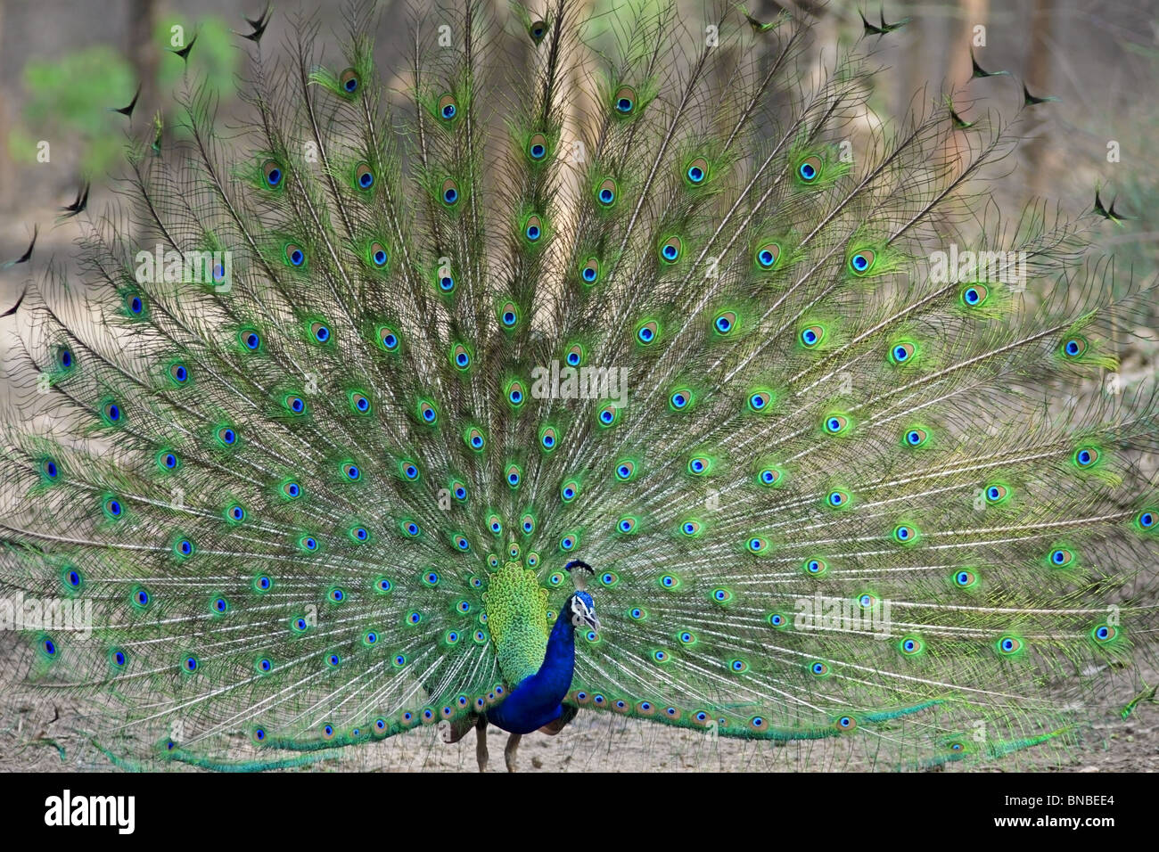 Peafowl colors hi-res stock photography and images - Alamy