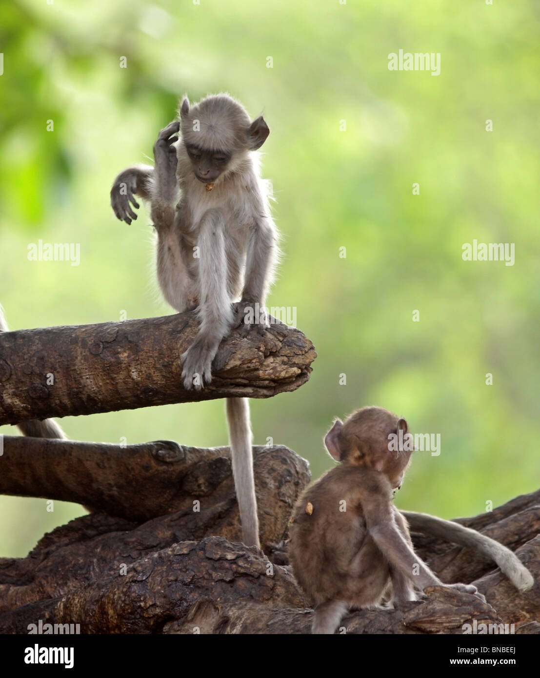 Monkey scratching its head hi-res stock photography and images - Alamy