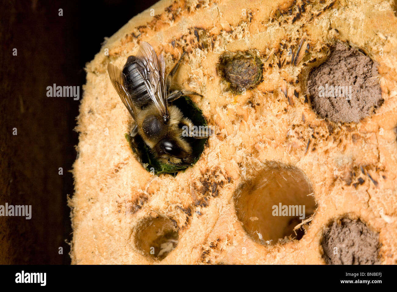 Megachile nest hi-res stock photography and images - Alamy