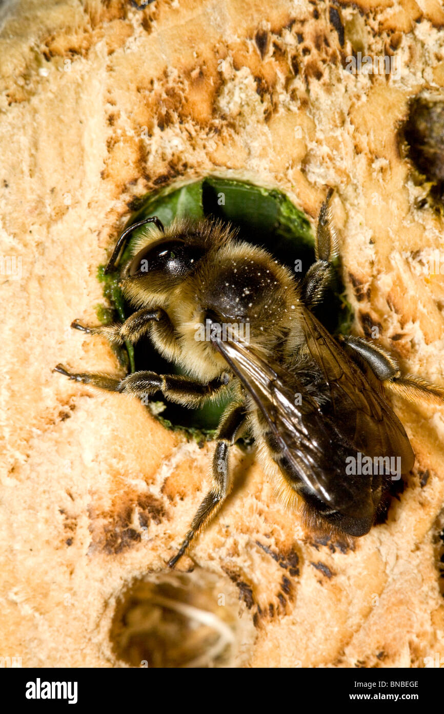 leafcutter bee (Megachile sp Stock Photo - Alamy