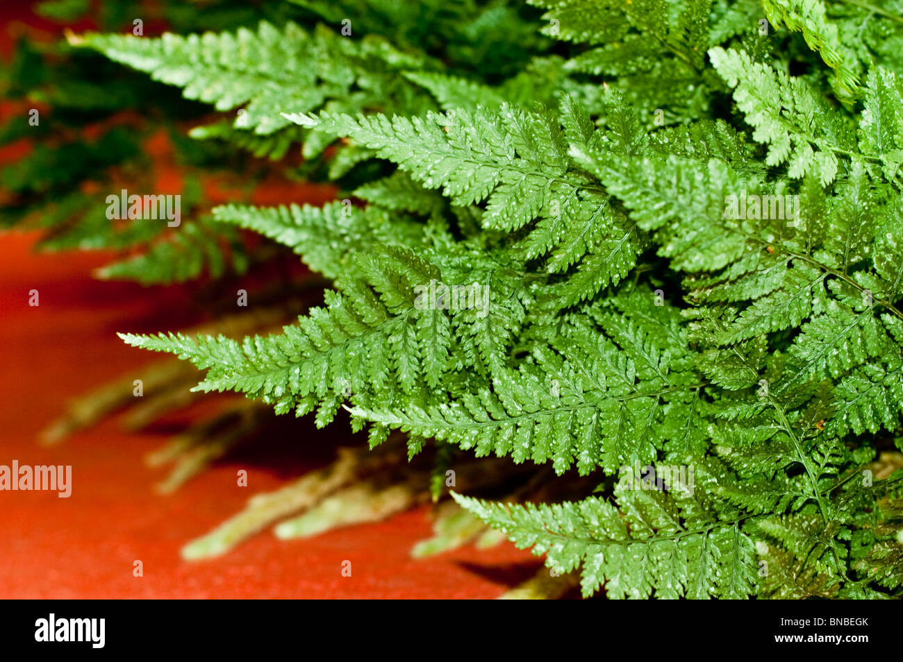 Humata tyermannii, Davalliaceae, Bear's Foot Fern, White Wabbit's Foot ...