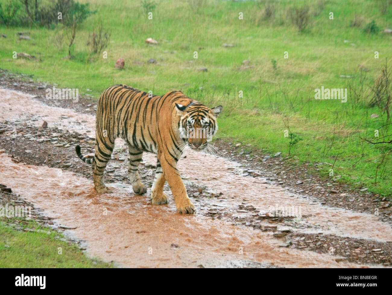 Tiger walking in rain in Ranthambhore National Park, India Stock Photo ...