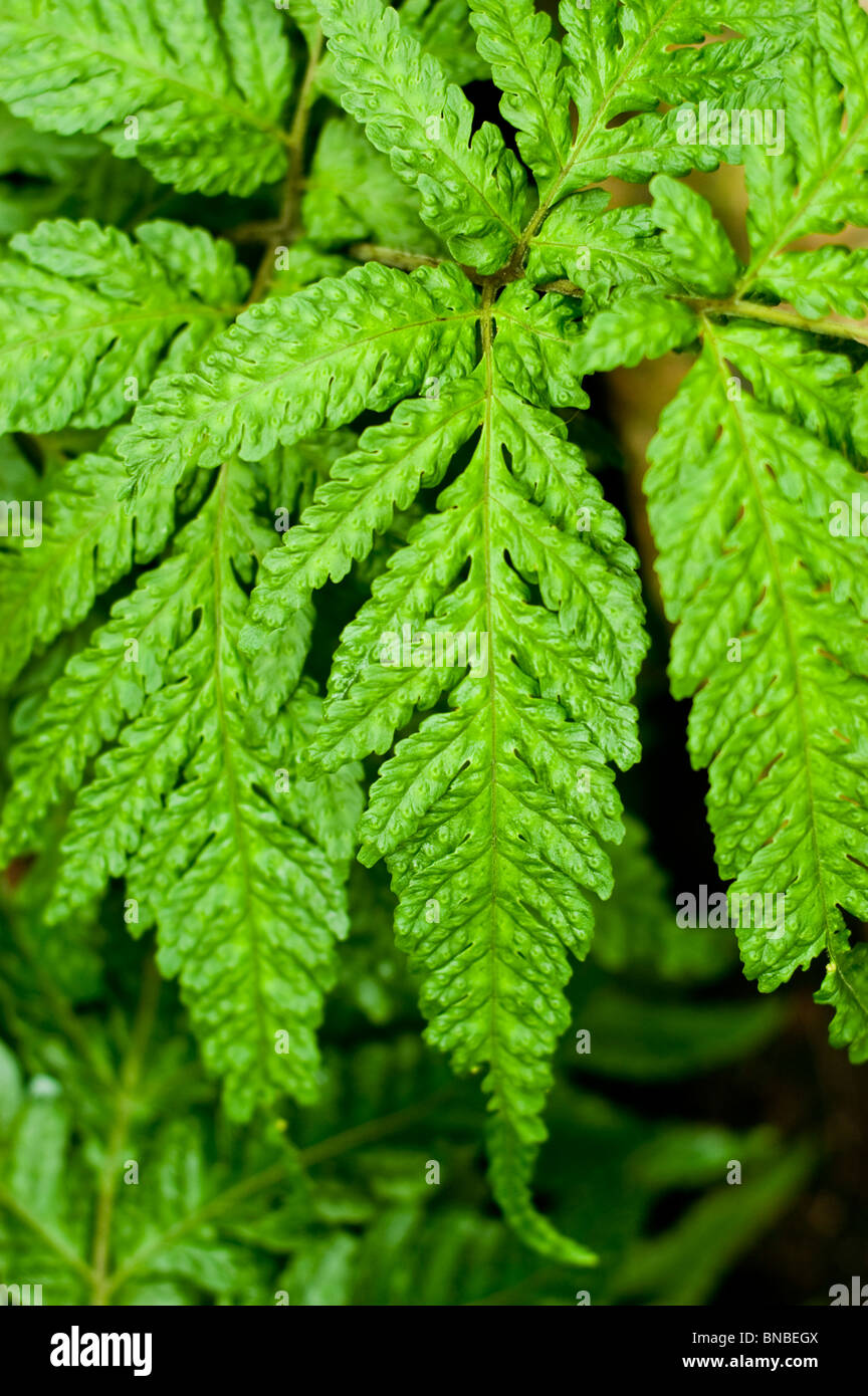 Tectaria fuscipes, dryopteridaceae, India, China, Asia Stock Photo - Alamy