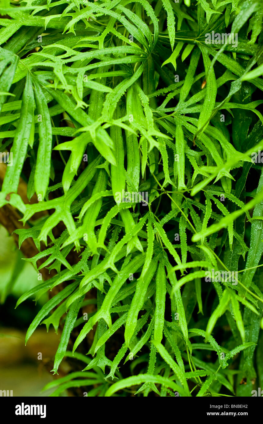 Malay climbing fern hi-res stock photography and images - Alamy