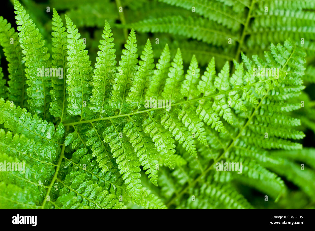 Lace fern, Microlepia strigosa, palapalai, Dennstaedtiaceae Stock Photo ...