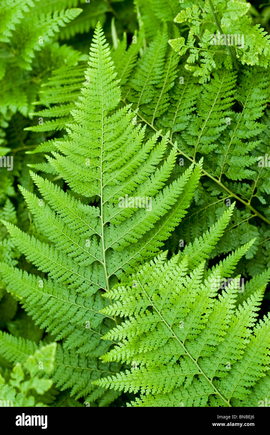 Microlepia hi-res stock photography and images - Alamy