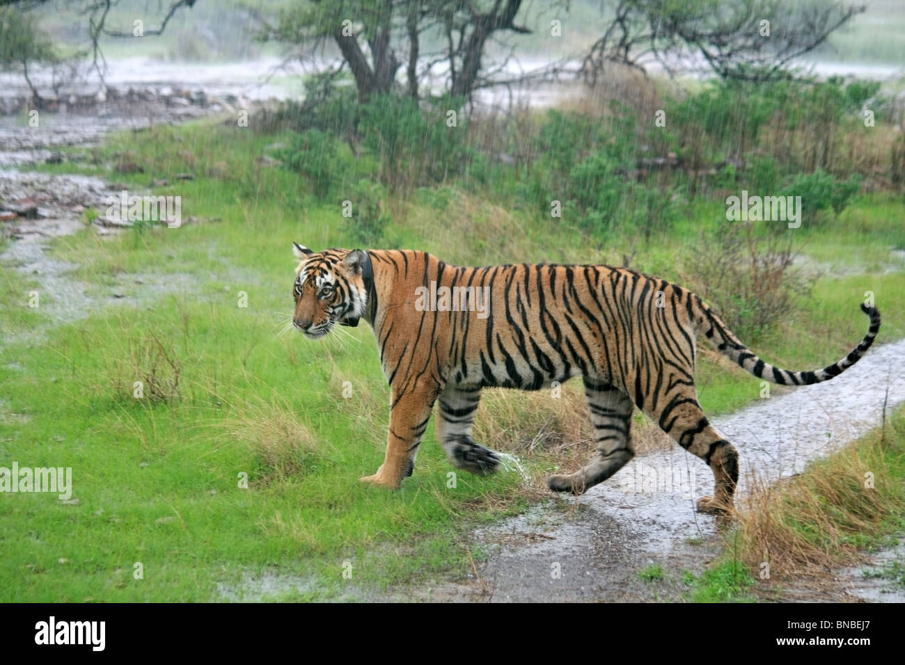 Tiger walking in rain in Ranthambhore National Park, India Stock Photo ...