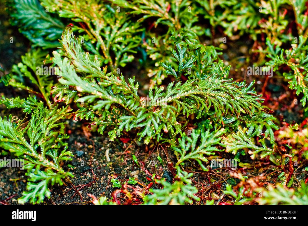 Spikemoss, Selaginella erythropus, selaginellaceae, America Stock Photo ...