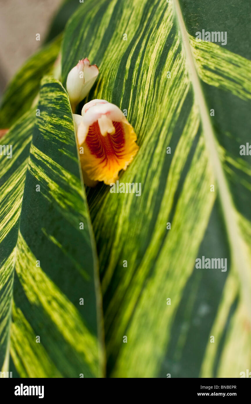 Alpinia variegata hi-res stock photography and images - Alamy
