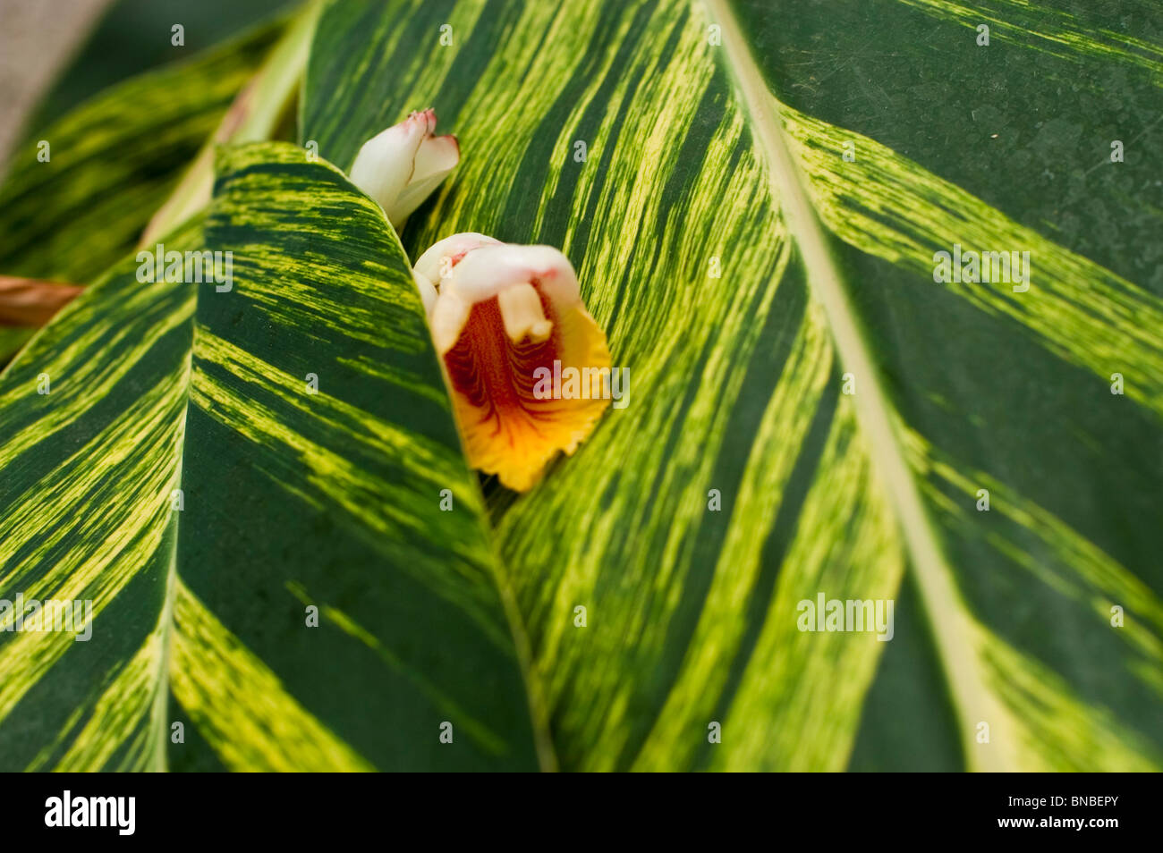 Yellow green leaf and red yellow flower of Shell ginger, Alpinia ...