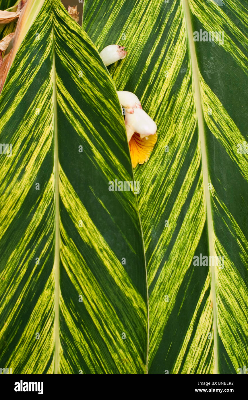 Yellow green leaf and red yellow flower of Shell ginger, Alpinia ...