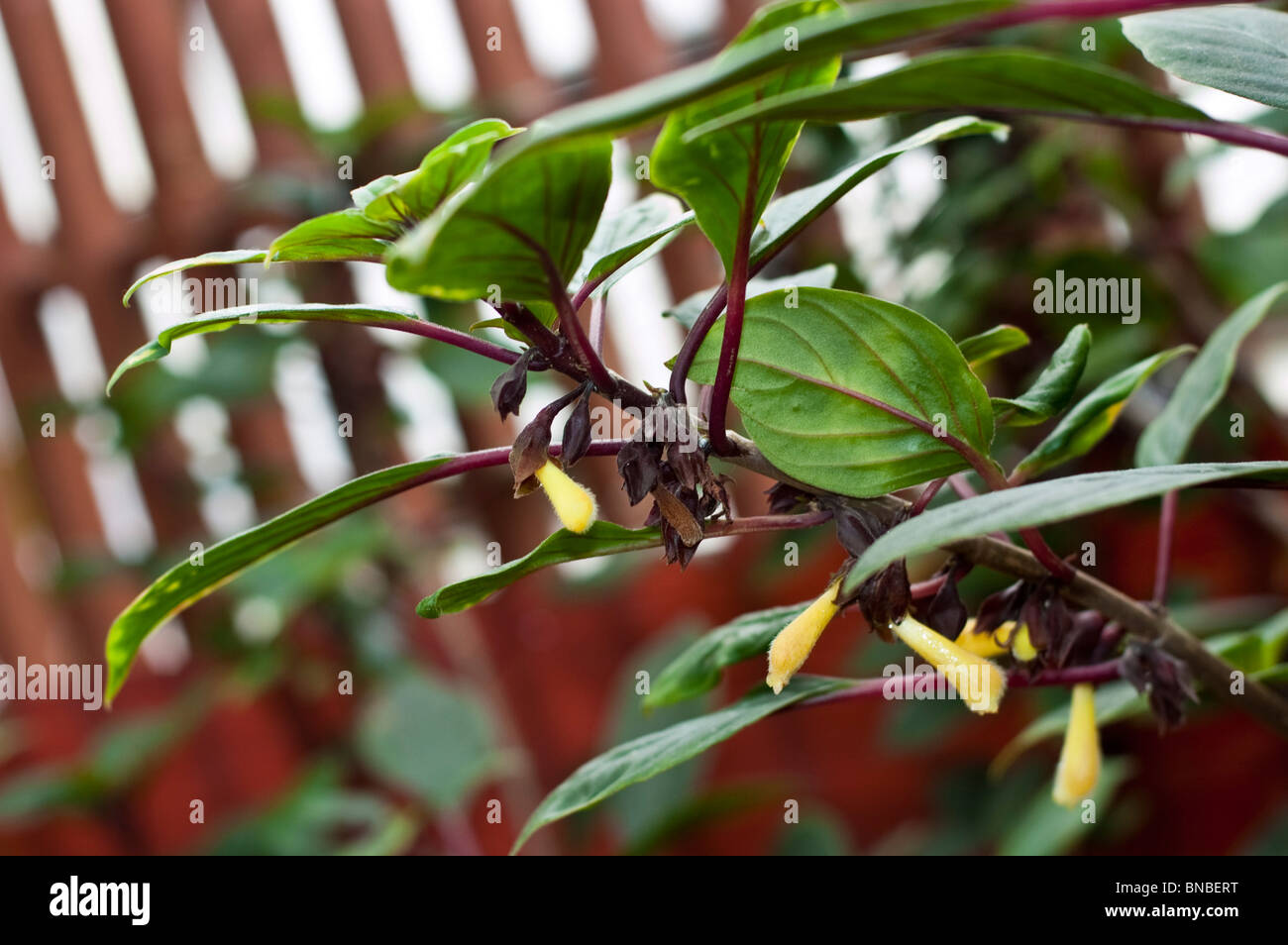 Yellow flowers of Nematanthus Yellow Maroon, gesneriaceae Stock Photo ...