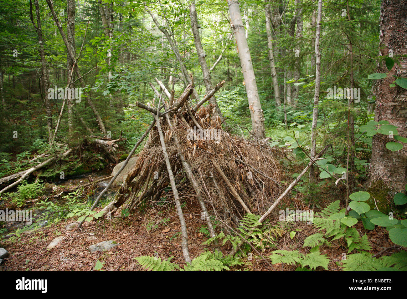 Abandoned campsite in the Mount Flume Valley of the Pemigewasset ...