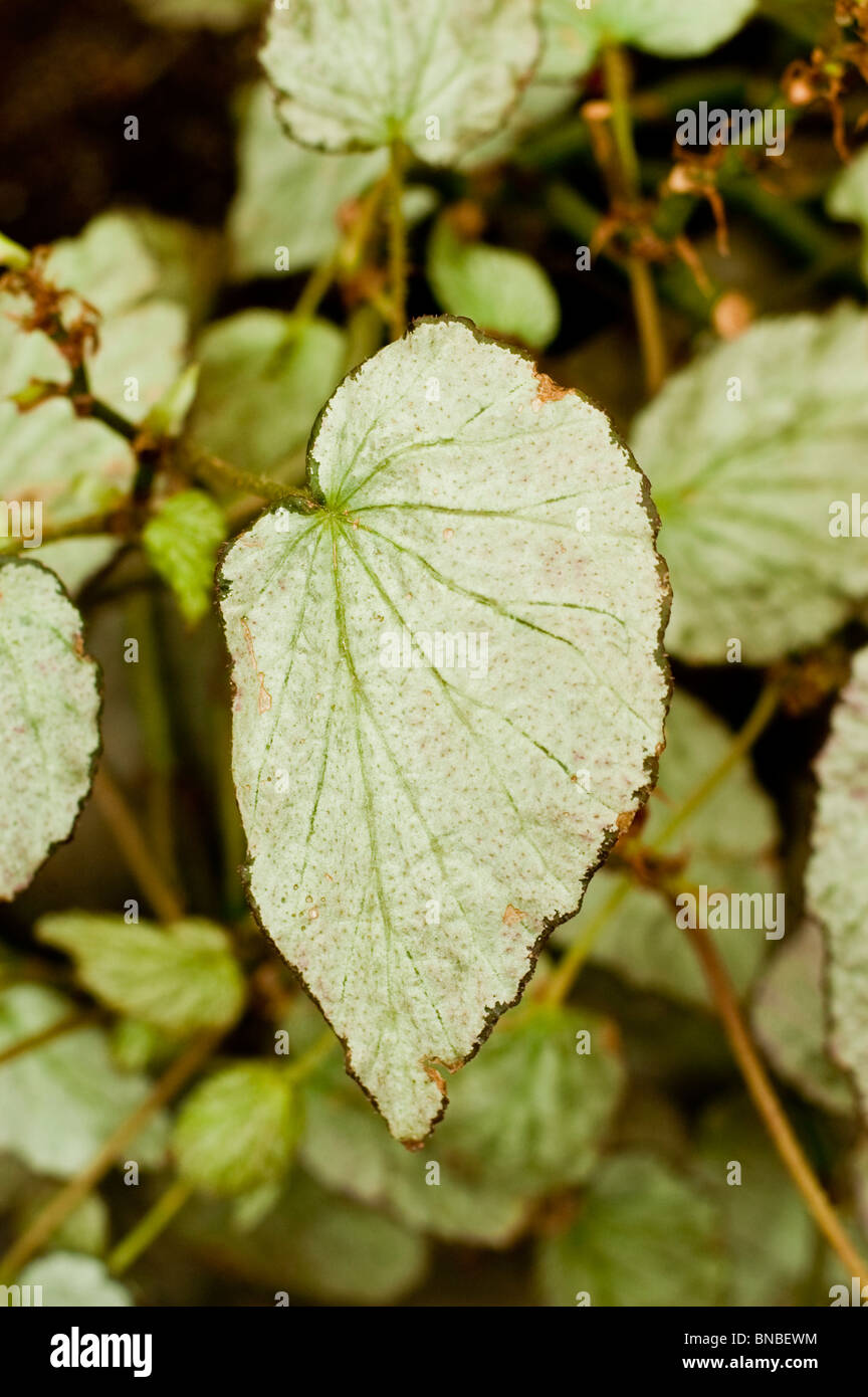 Leaf close up of Begonia Two Face Stock Photo - Alamy