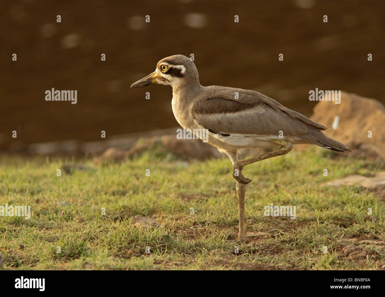 Indian stone curlew india hi-res stock photography and images - Alamy