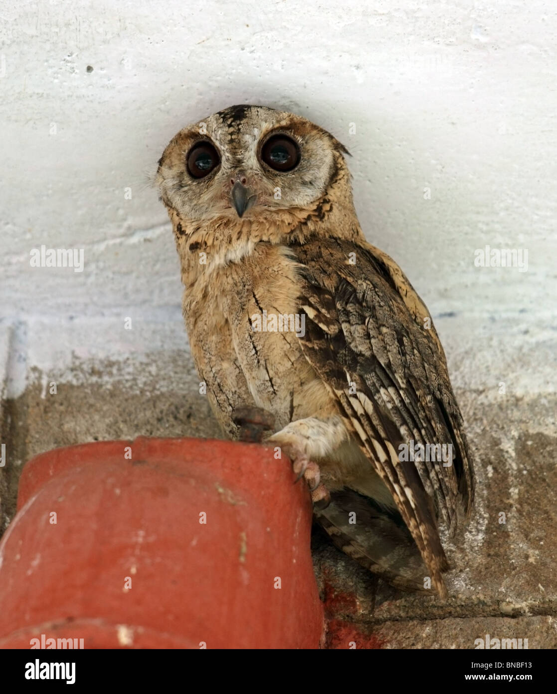 Collared scops owl hi-res stock photography and images - Alamy