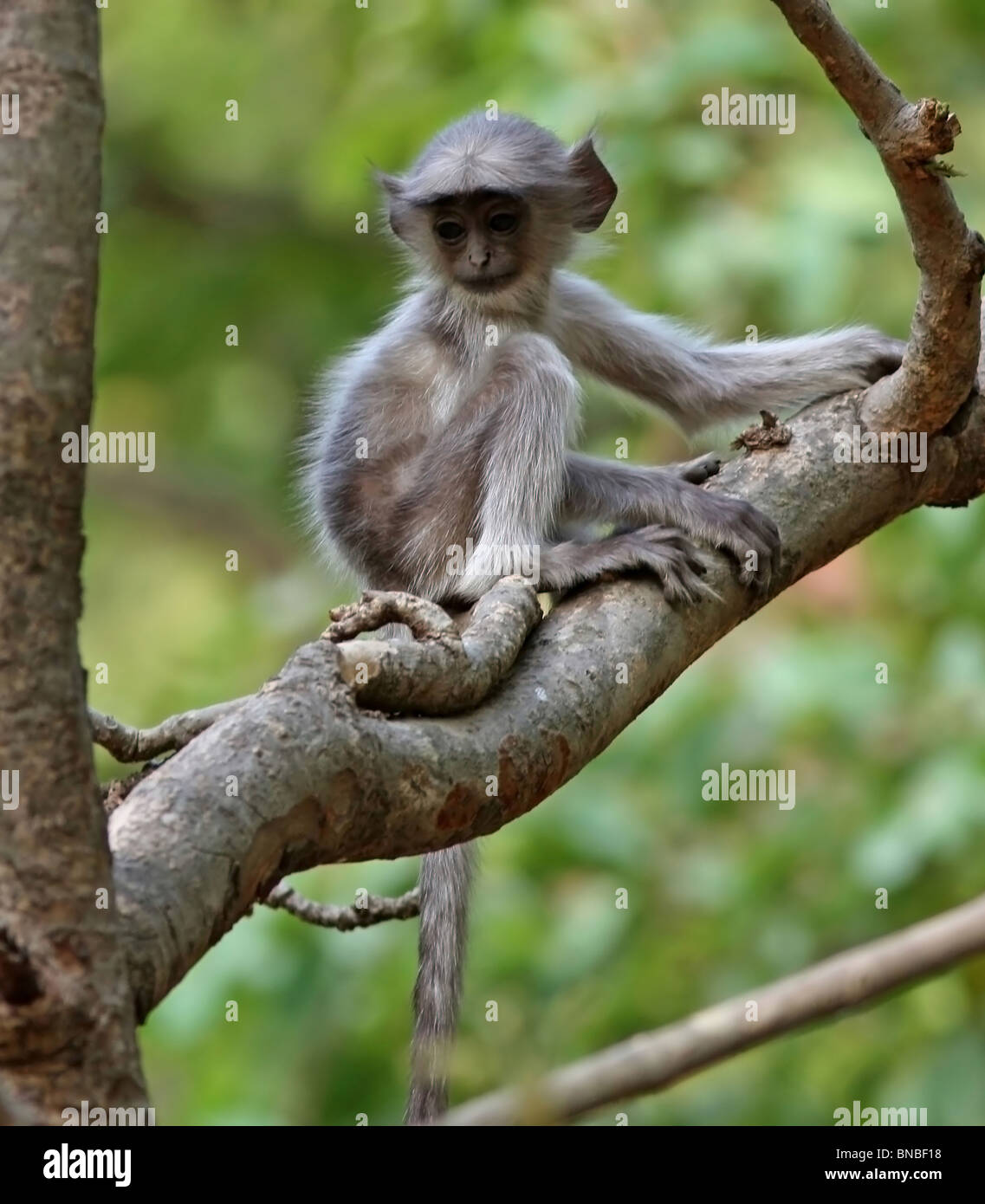 A Grey Langur baby resting on a tree branch in Bandhavgarh National ...