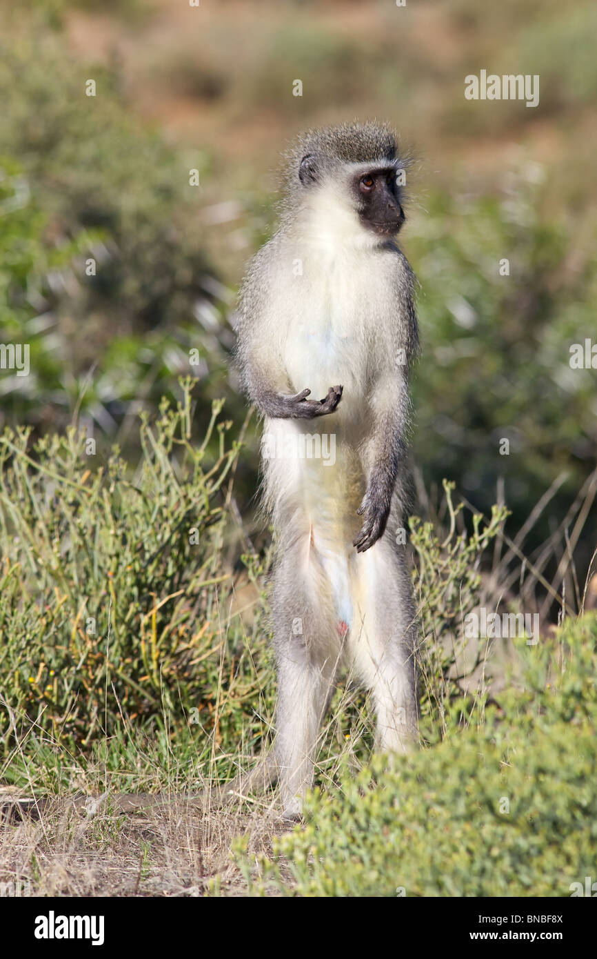 A vervet (green) monkey (Cercopithecus aethiops) in Mountain Zebra ...