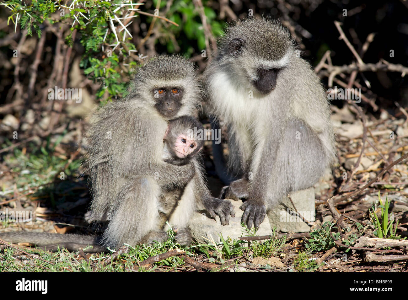 Vervet (green) monkeys (Cercopithecus aethiops) in Mountain Zebra ...