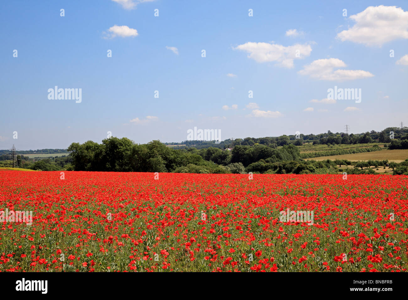 3223. Poppy field, Barming, Maidstone, Kent, UK Stock Photo - Alamy