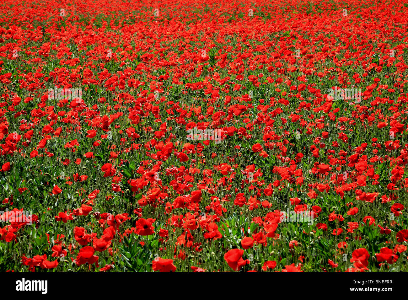 Poppy field uk hi-res stock photography and images - Alamy