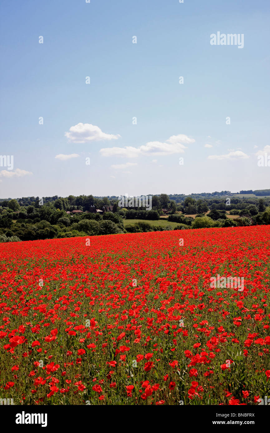 3228. Poppy field, Barming, Maidstone, Kent, UK Stock Photo - Alamy