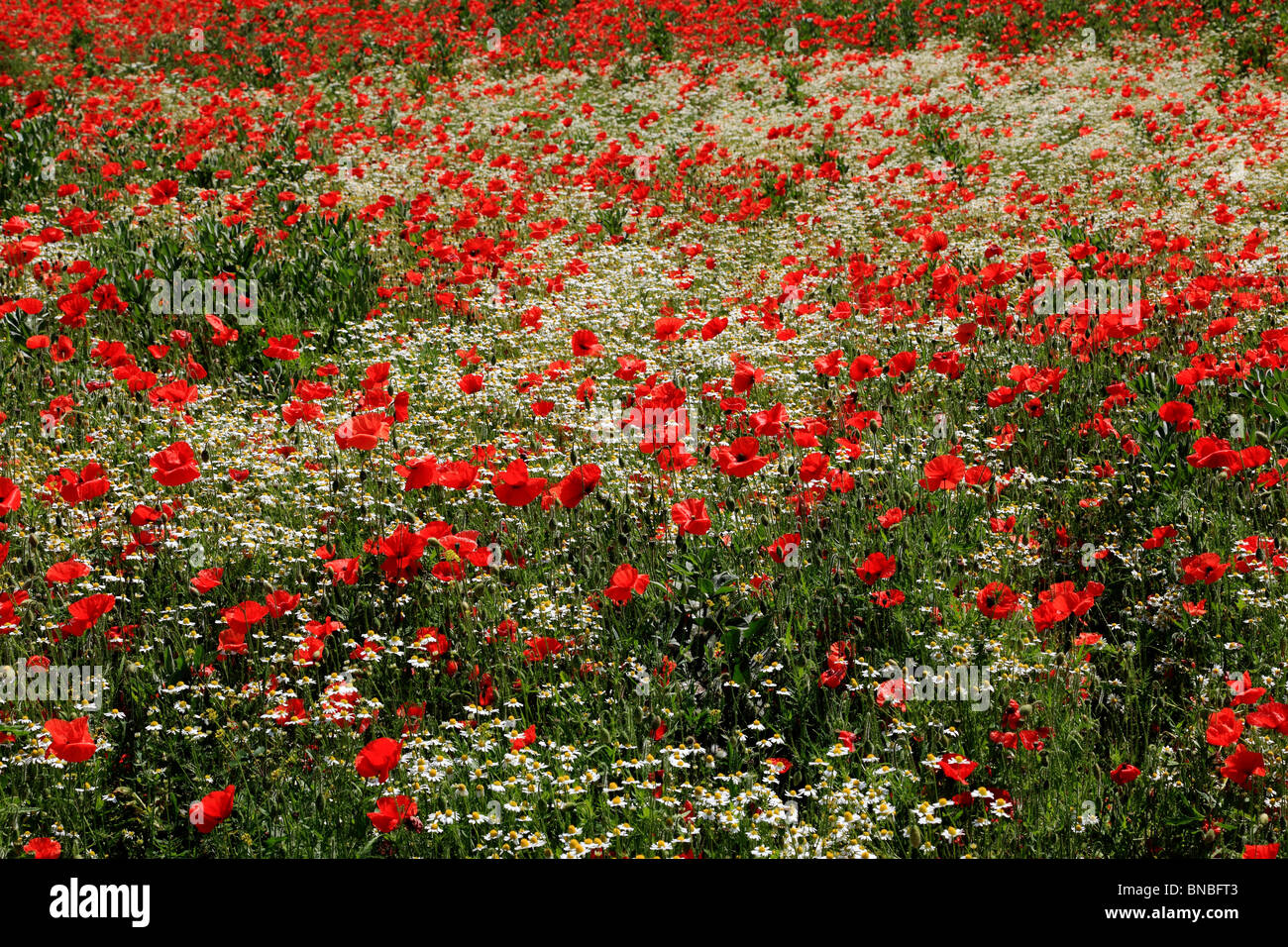 3230. Poppy field and daisies, Barming, Maidstone, Kent, UK Stock Photo ...